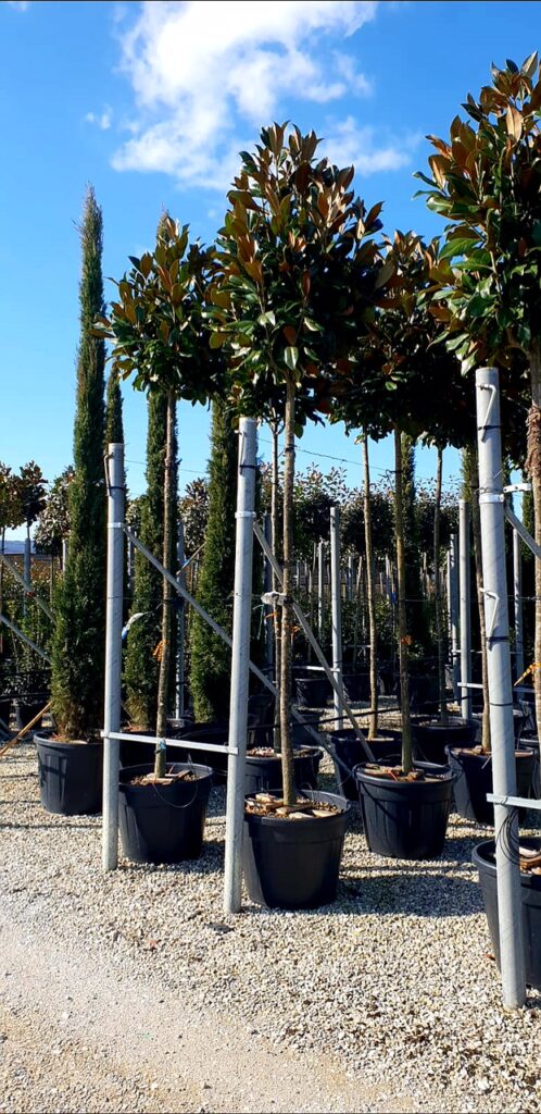 Magnolia grandiflora copac 3.5 – 4m ( 1350 – 1500 lei ) – Plantdecor.ro